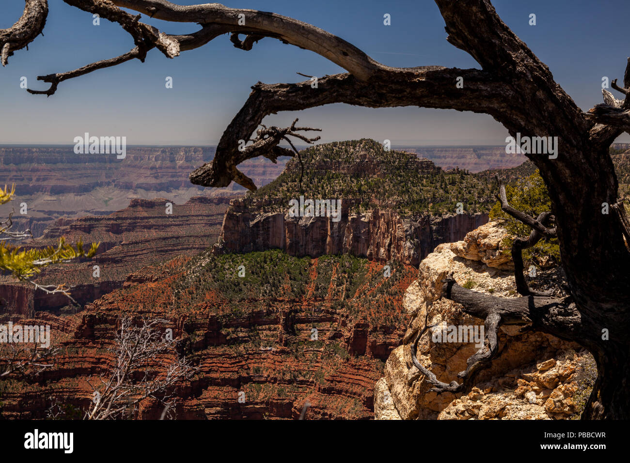 Grand Canyon North Rim am Bright Angel Point Stock Photo - Alamy
