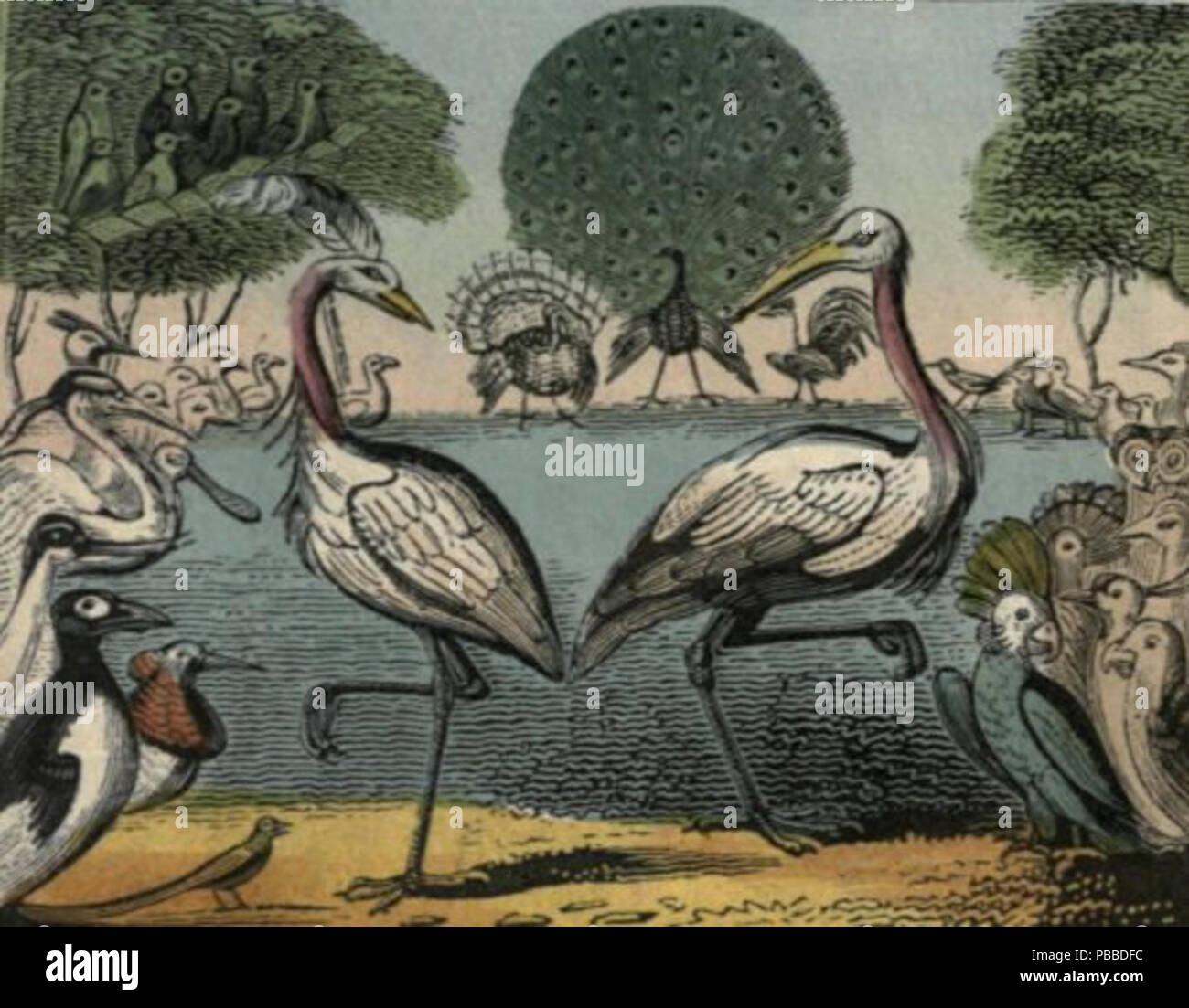 1158 Pair of Strutting Birds Dance a Jig Stock Photo - Alamy