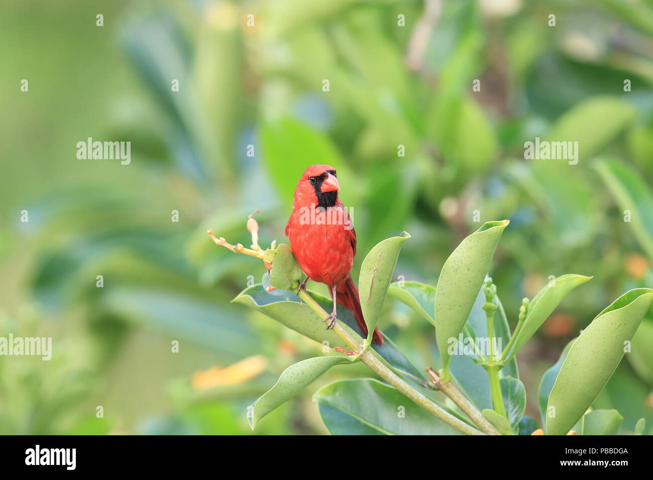 Red Cardinal Hawaii Big Island USA Stock Photo - Alamy