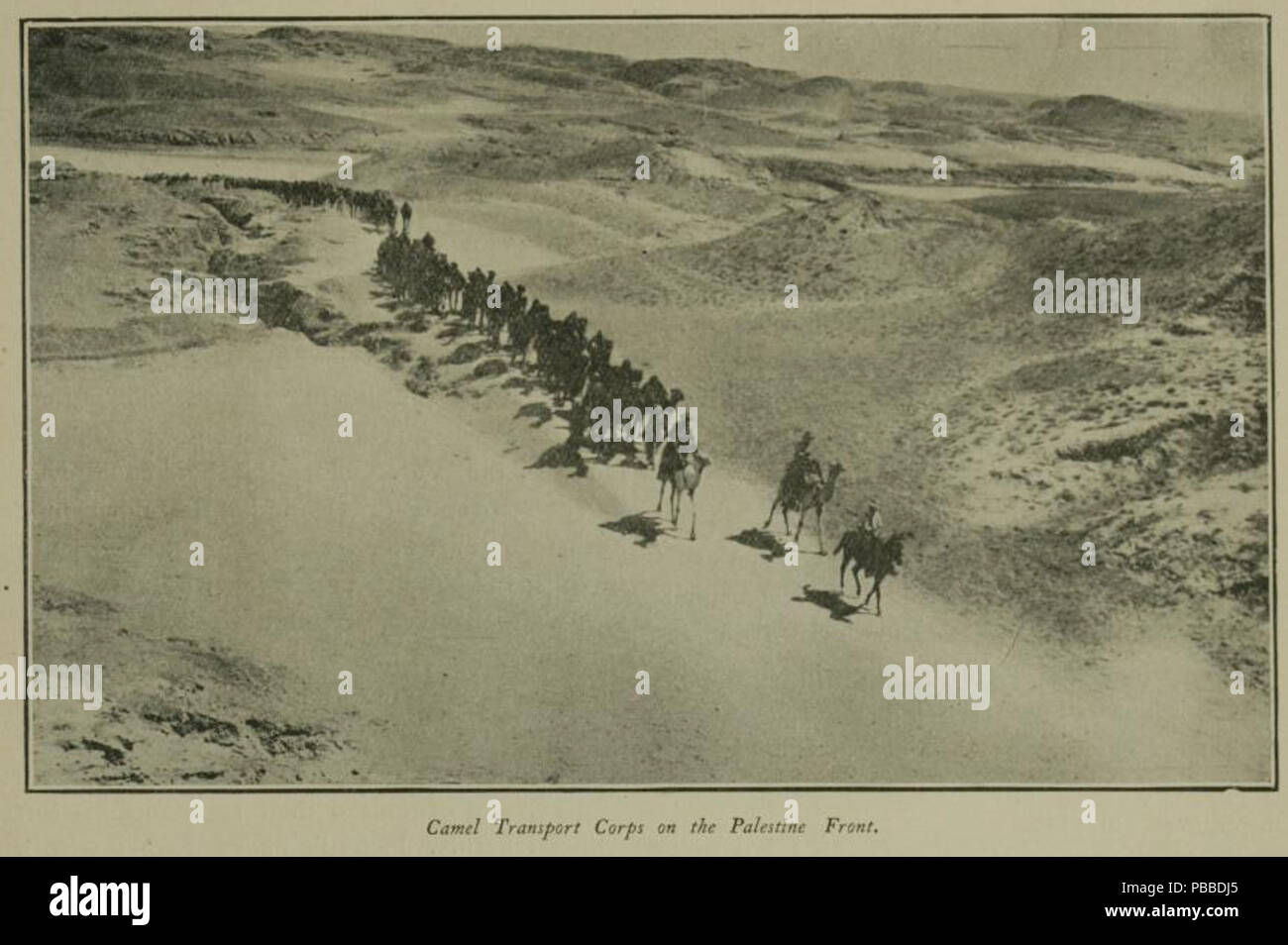 . WWI Photograph . 1917 or earlier 1159 Palestine Camel Transport Stock ...