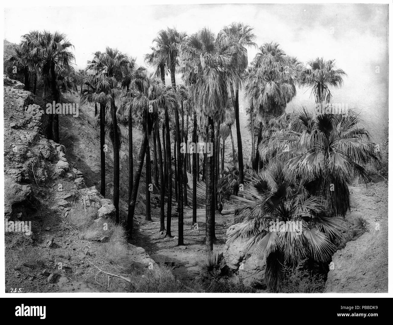 Plants trees background Black and White Stock Photos & Images - Alamy