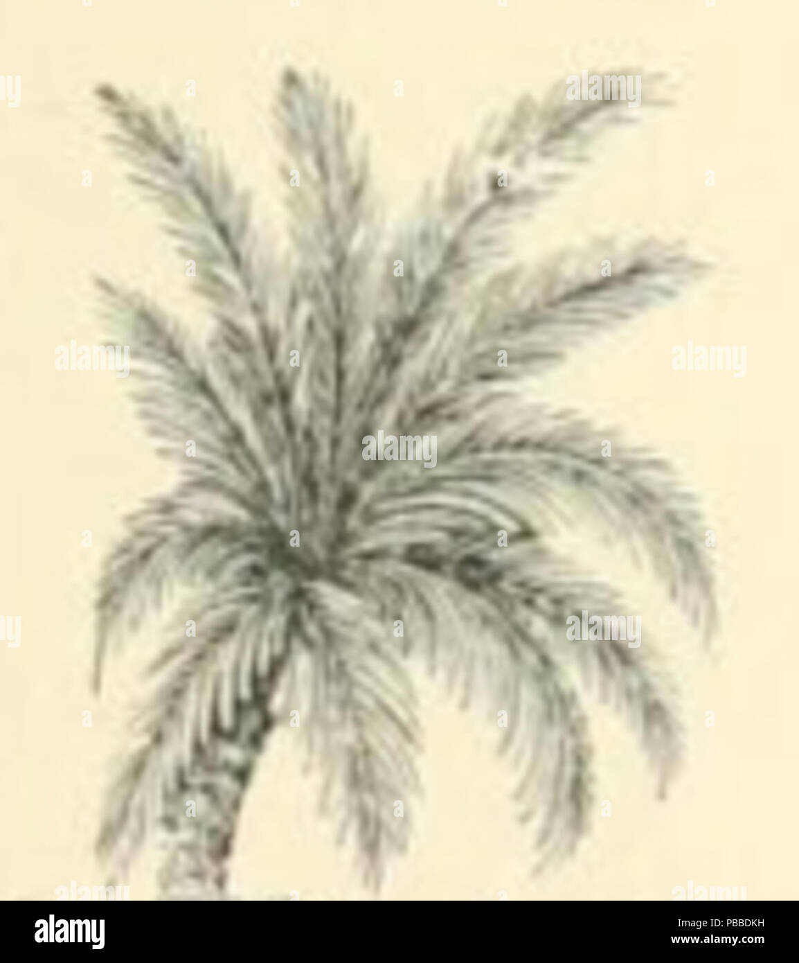 Palm tree drawing hi-res stock photography and images - Alamy