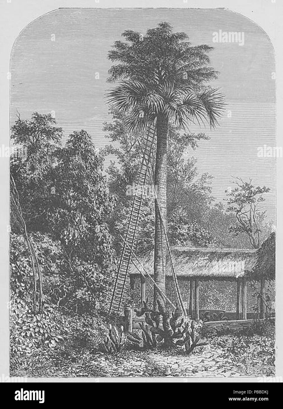 Palm trees in beach Black and White Stock Photos & Images - Alamy