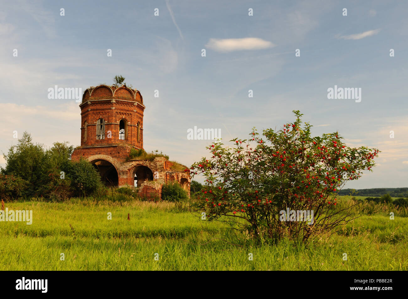 Ruins of the church of 19th century with a red elder bush in the ...