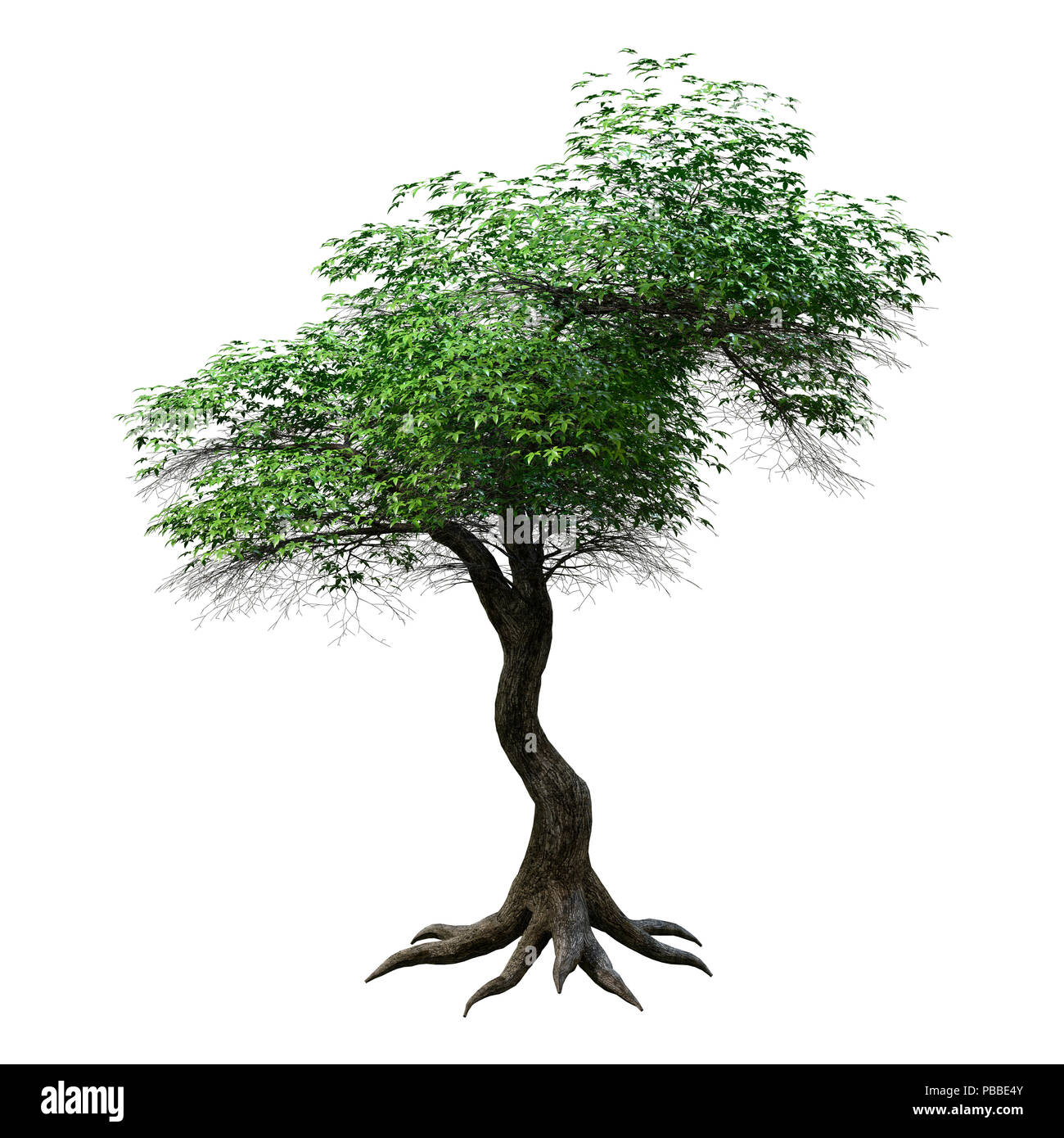 3D rendering of a green Japanese maple tree isolated on white ...