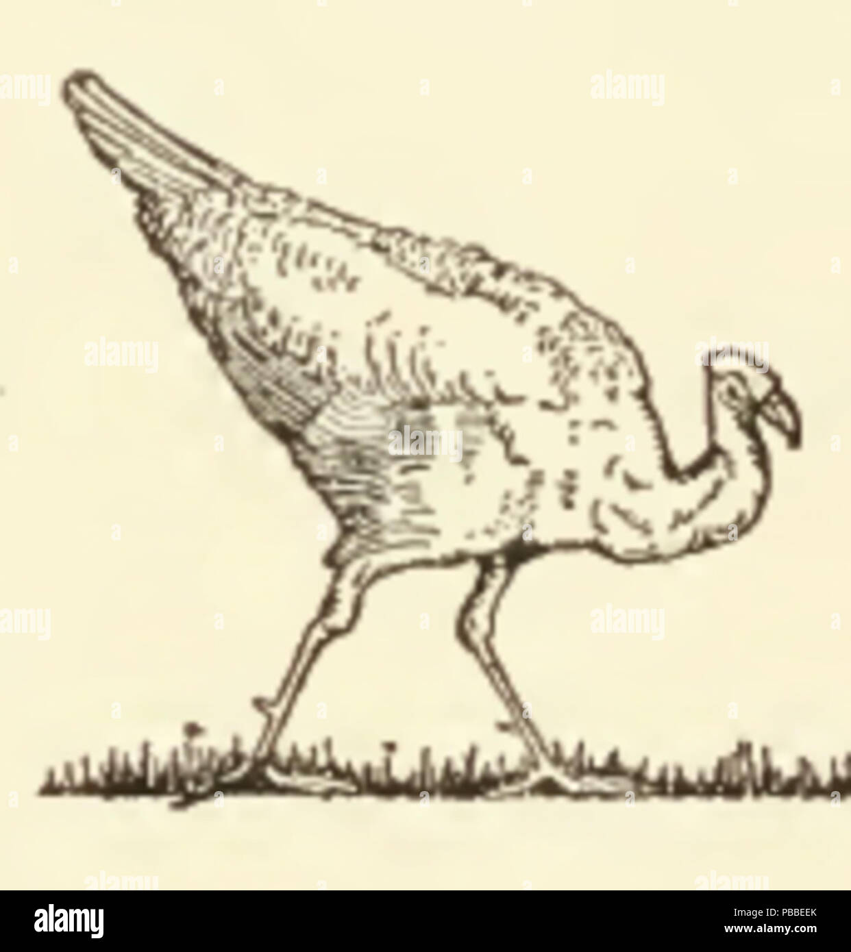 1176 Peahen Drawing Stock Photo - Alamy