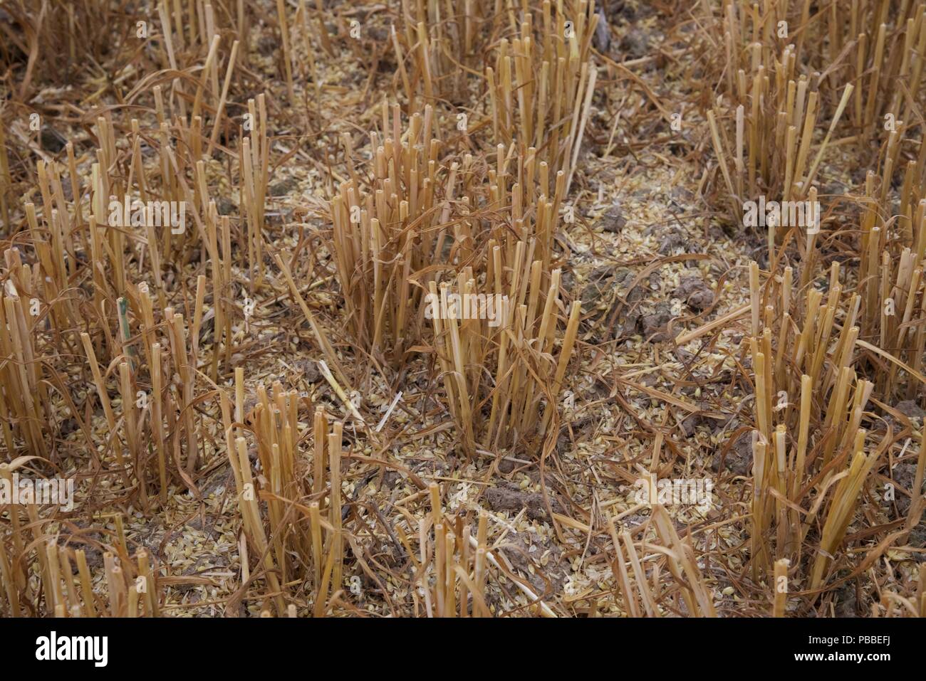 Chaff Wheat Stock Photos & Chaff Wheat Stock Images - Alamy