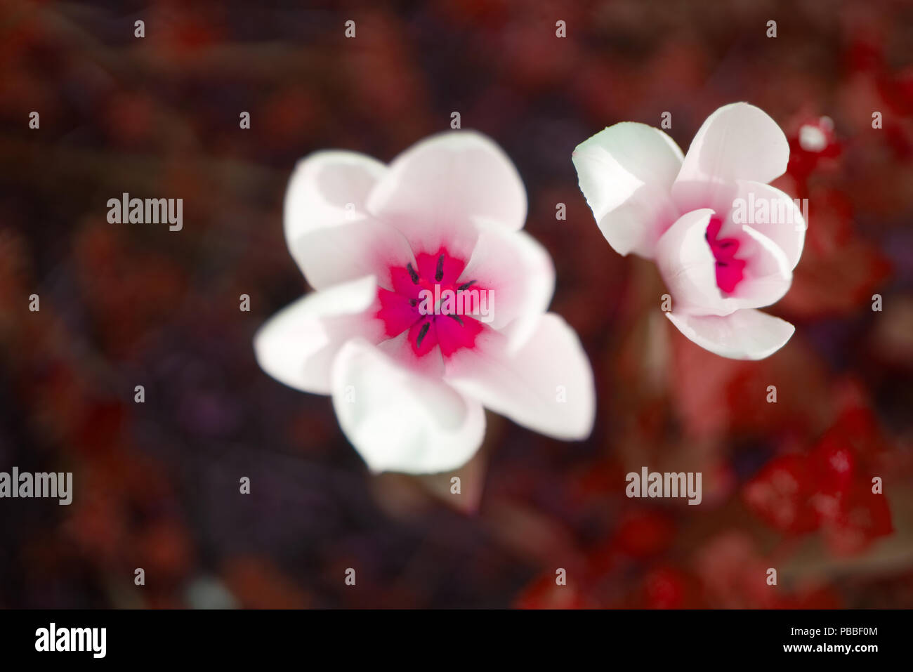 False Tulip in Pink Stock Photo - Alamy