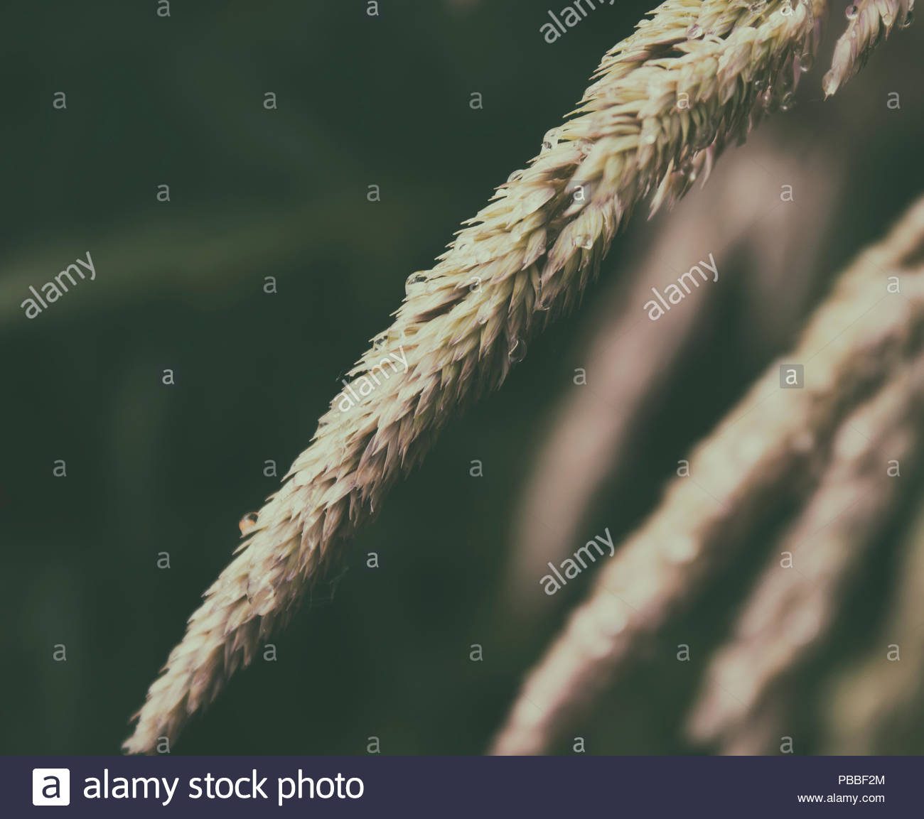 Coastal Aquatic High Resolution Stock Photography and Images - Alamy