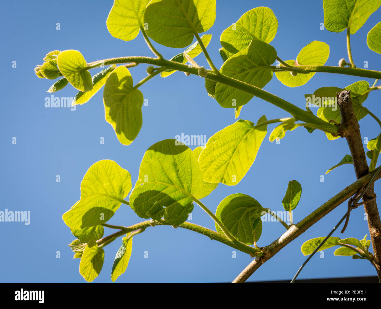 Young leaf growth on a kiwi vine back lit by spring sunshine.Actinidia ...