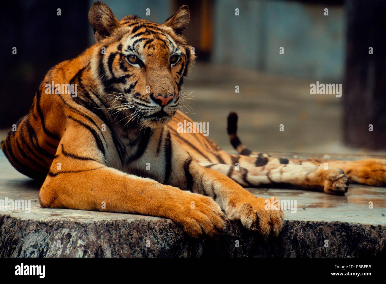 Sedated Tigers in Thailand Stock Photo - Alamy