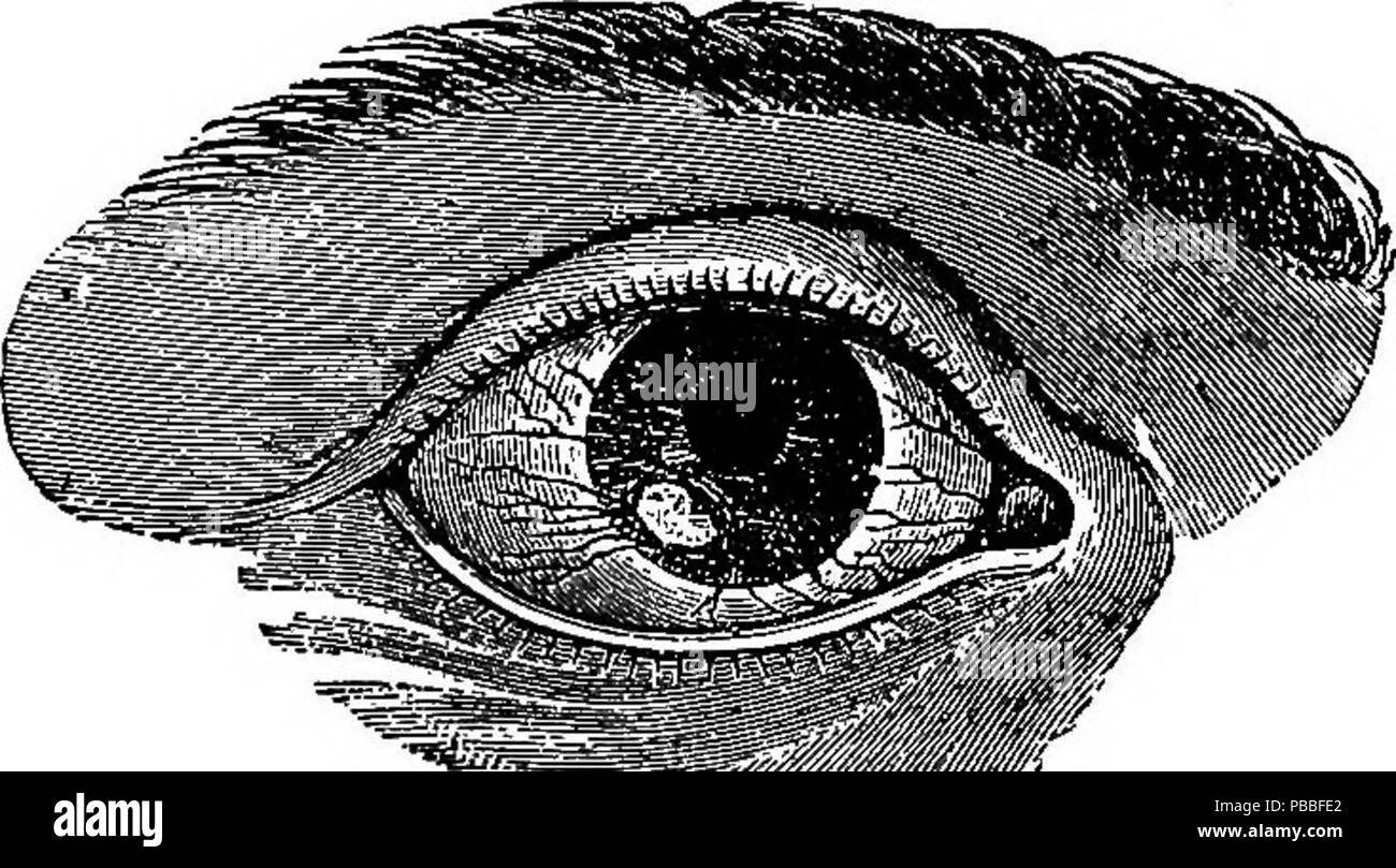 Phlyctenule hi-res stock photography and images - Alamy