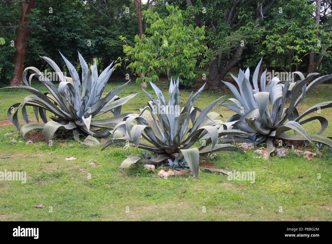 three large blue agave Bush Stock Photo - Alamy