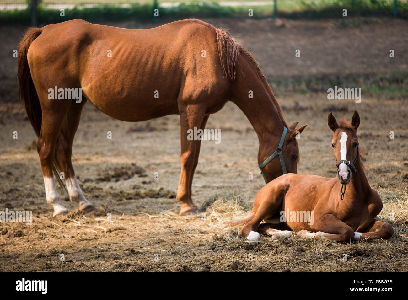 Foreground two horses hi-res stock photography and images - Alamy