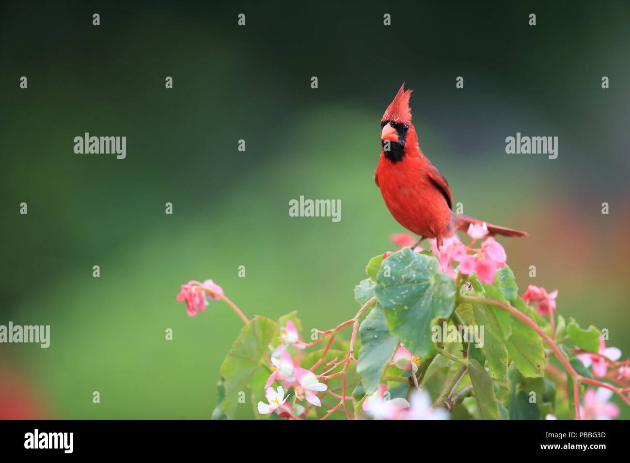 Male hawaiian cardinal hi-res stock photography and images - Alamy
