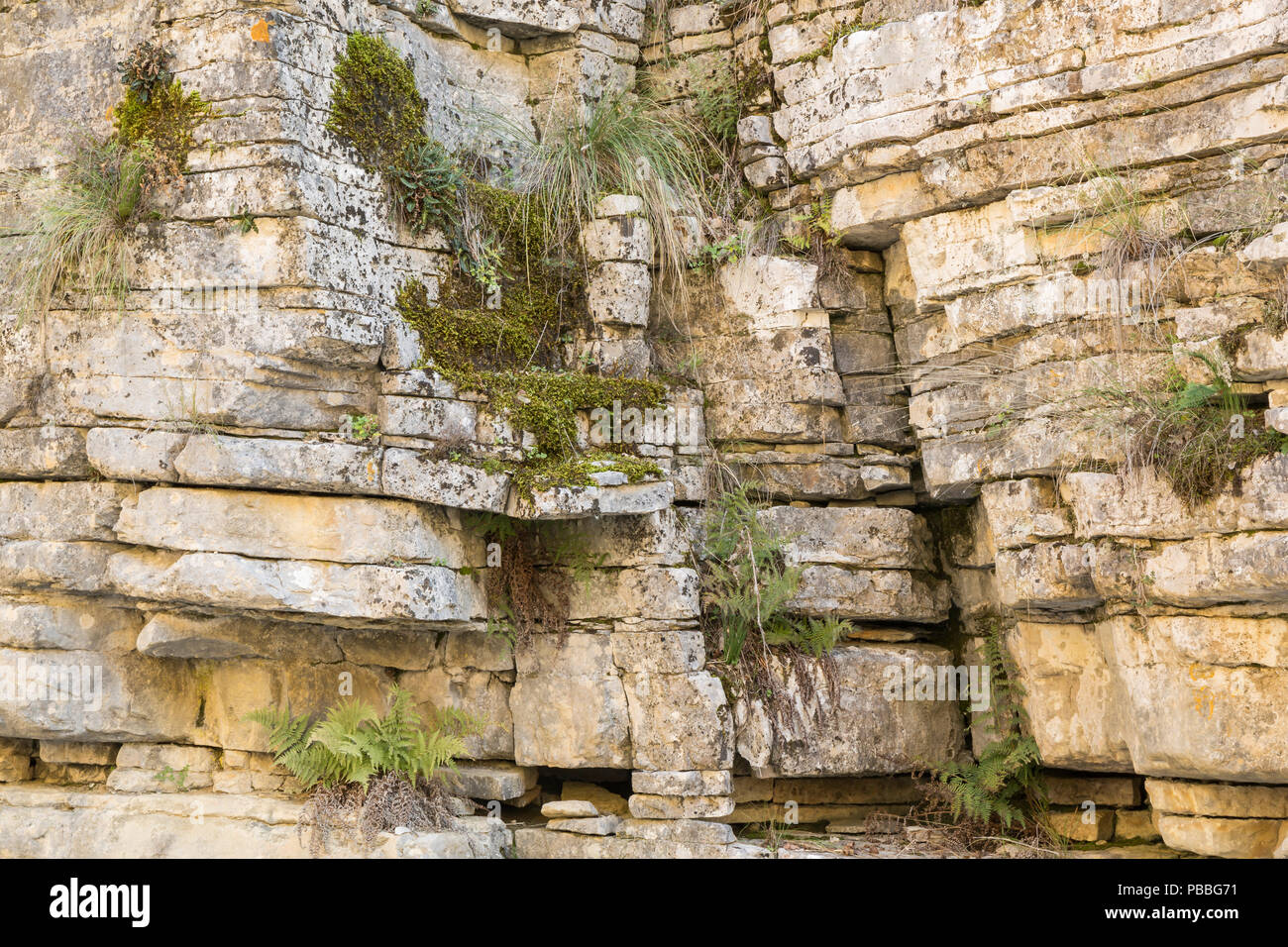 Plants thriving on a barren rock face Stock Photo - Alamy