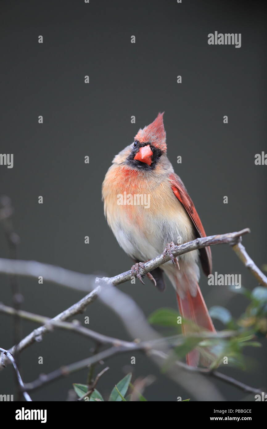 Male hawaiian cardinal hi-res stock photography and images - Alamy