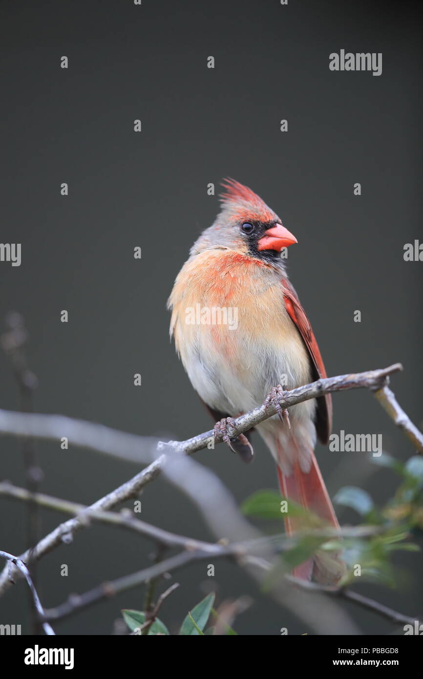 Red Cardinal Hawaii Big Island USA Stock Photo - Alamy