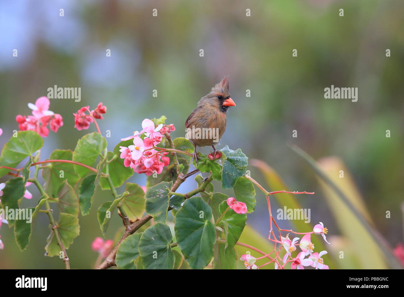 Male hawaiian cardinal hi-res stock photography and images - Alamy