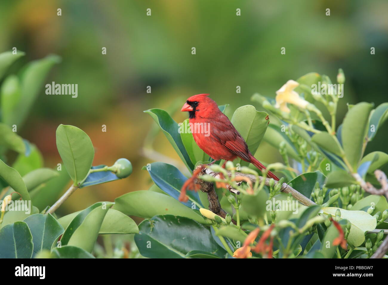 Red Cardinal Hawaii Big Island USA Stock Photo - Alamy