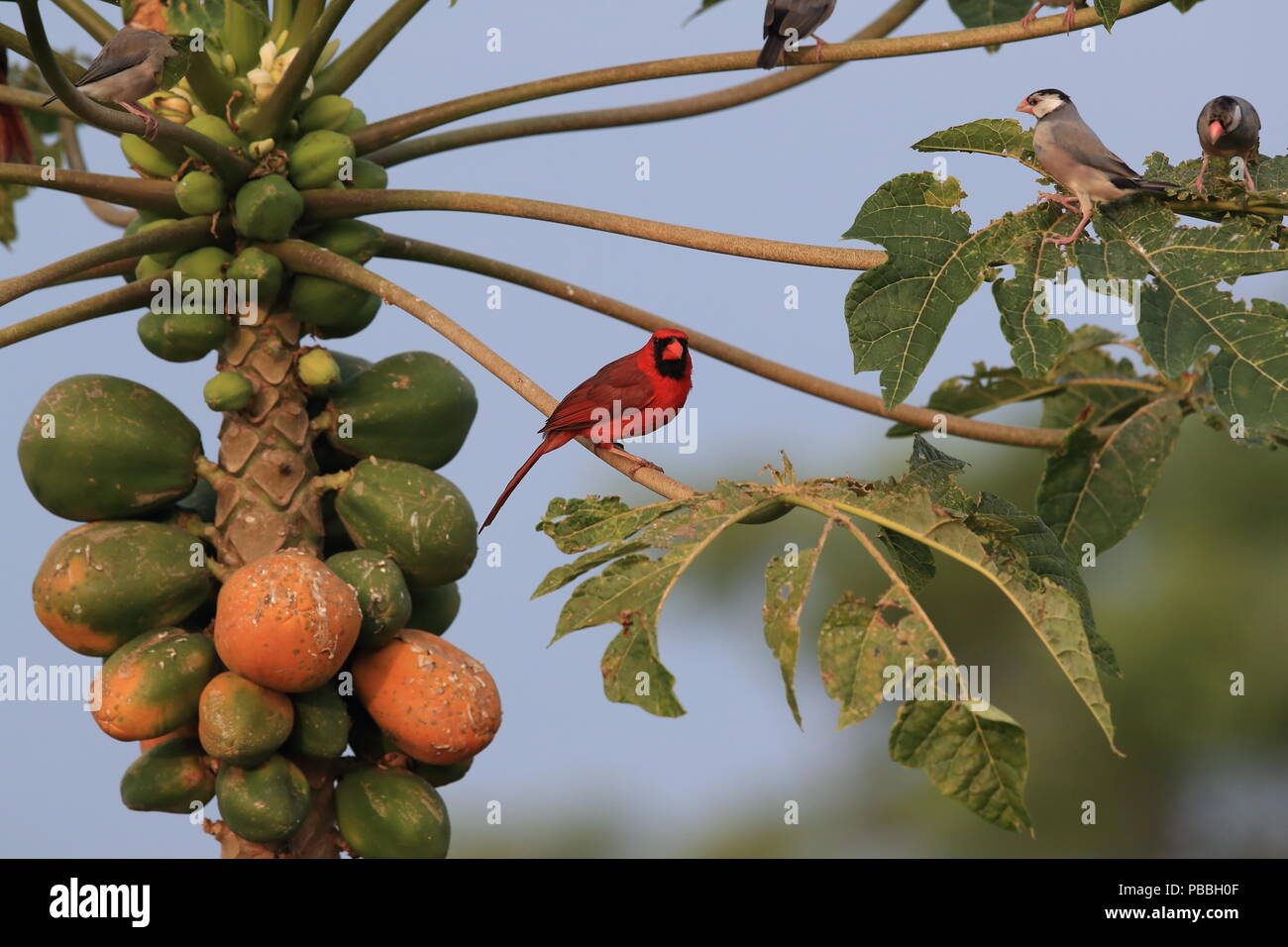 Male hawaiian cardinal hi-res stock photography and images - Alamy