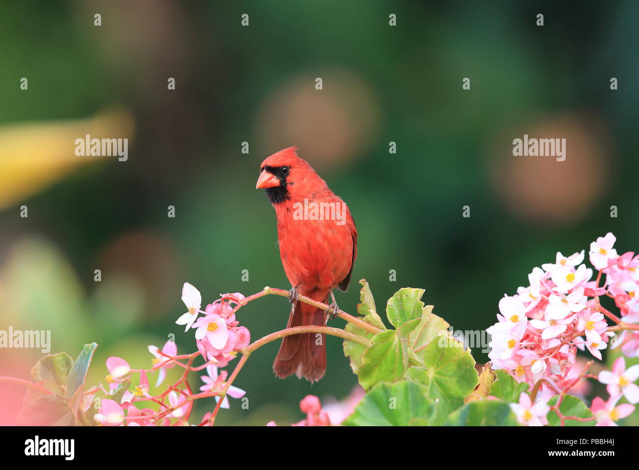 Male Hawaiian Cardinal High Resolution Stock Photography and Images - Alamy
