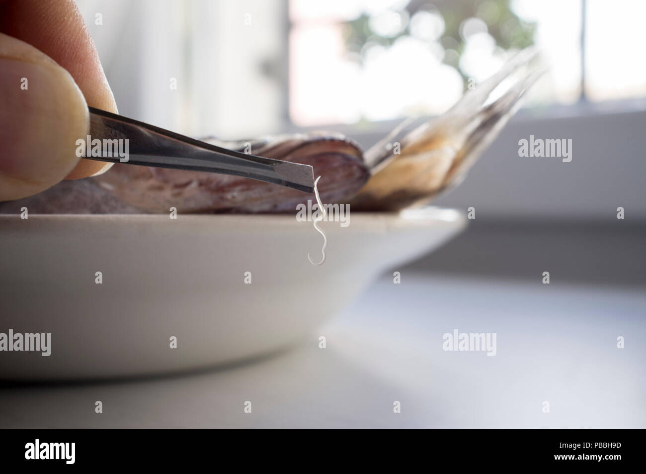 Anisakis worm hi-res stock photography and images - Alamy