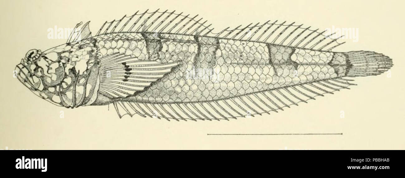 1205 Platygillellus rubellulus Kendall & Radcliffe, 1912 Stock Photo ...