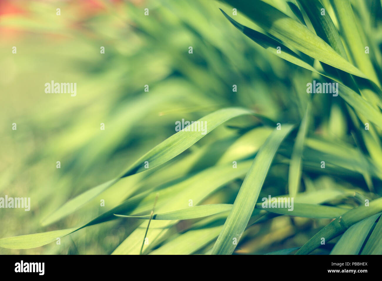 Fresh green grass with water droplet in sunshine Stock Photo - Alamy