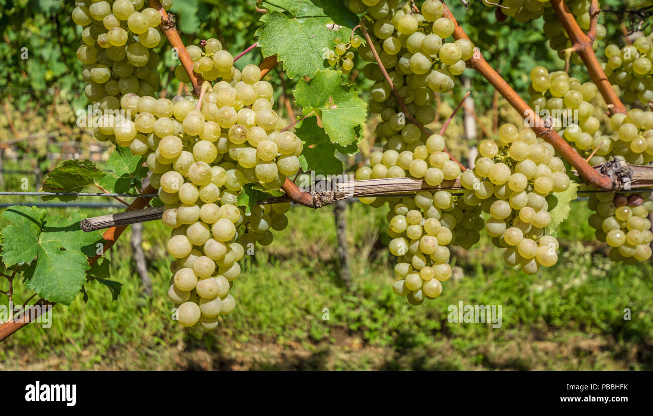 Guyot hi-res stock photography and images - Alamy