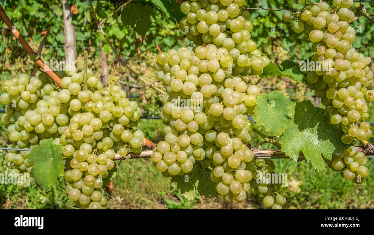 Guyot vine hi-res stock photography and images - Alamy