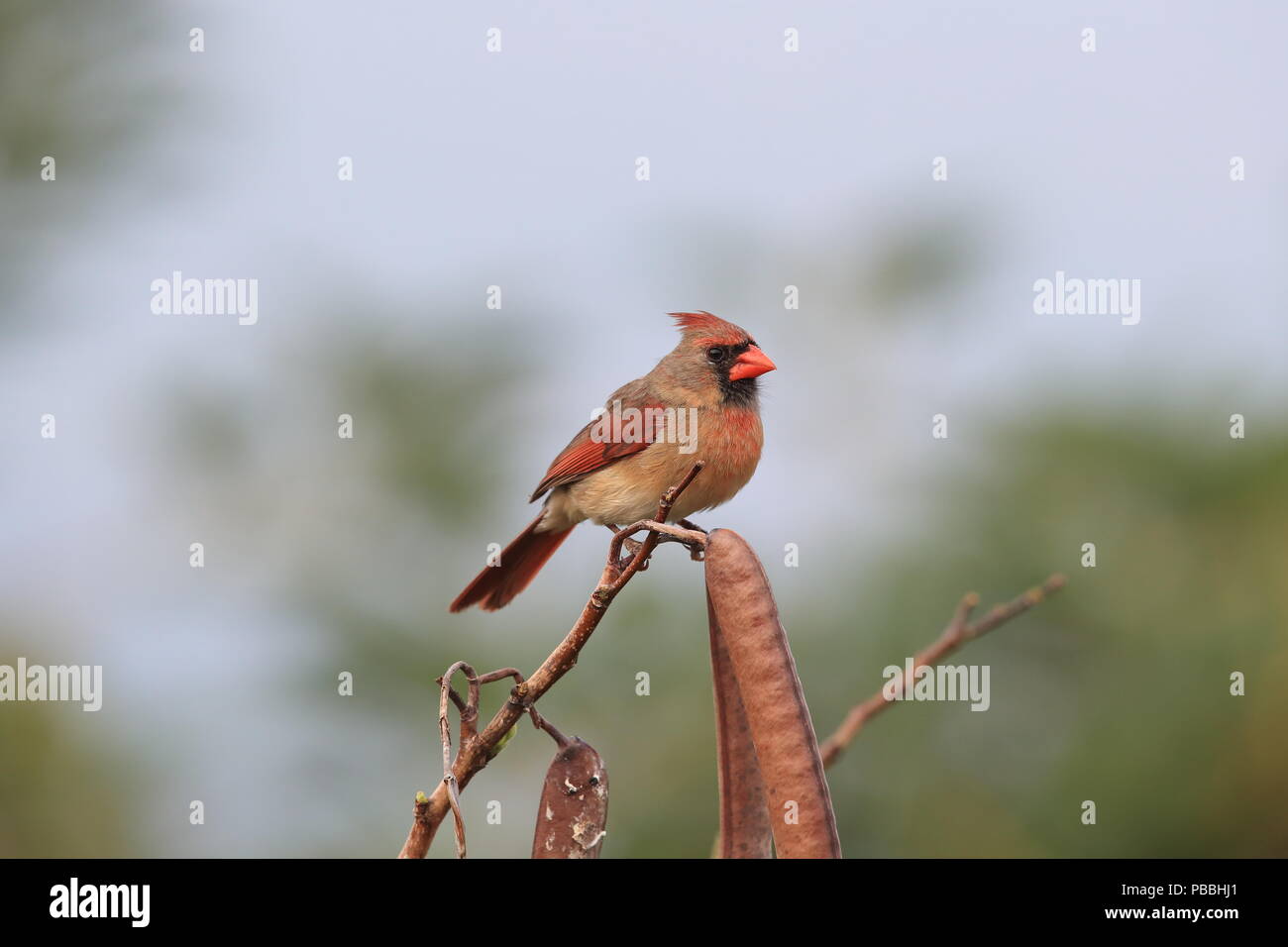 Hawaiian cardinal hi-res stock photography and images - Alamy