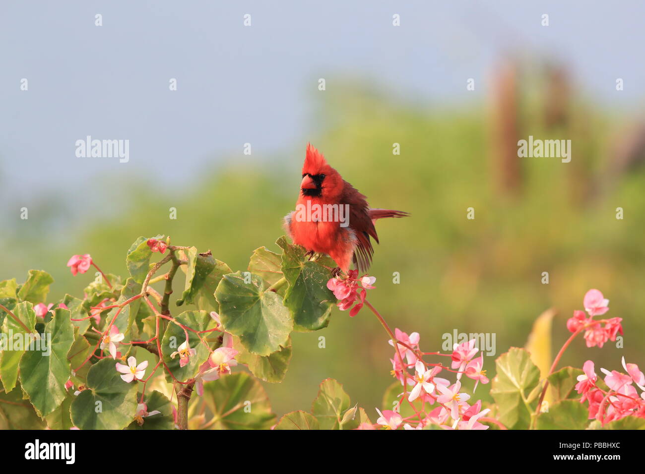 Male Hawaiian Cardinal High Resolution Stock Photography and Images - Alamy