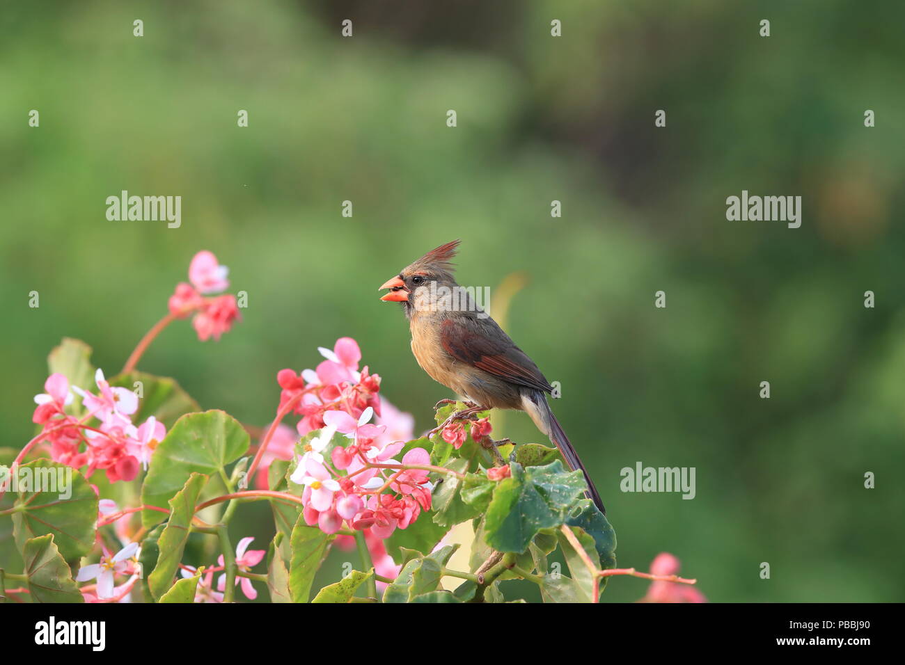 Hawaiian cardinal hi-res stock photography and images - Alamy