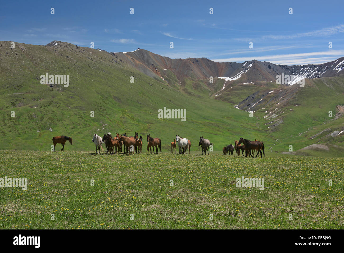 Horses in the alpine grass, Jyrgalan, Kyrgyzstan Stock Photo - Alamy