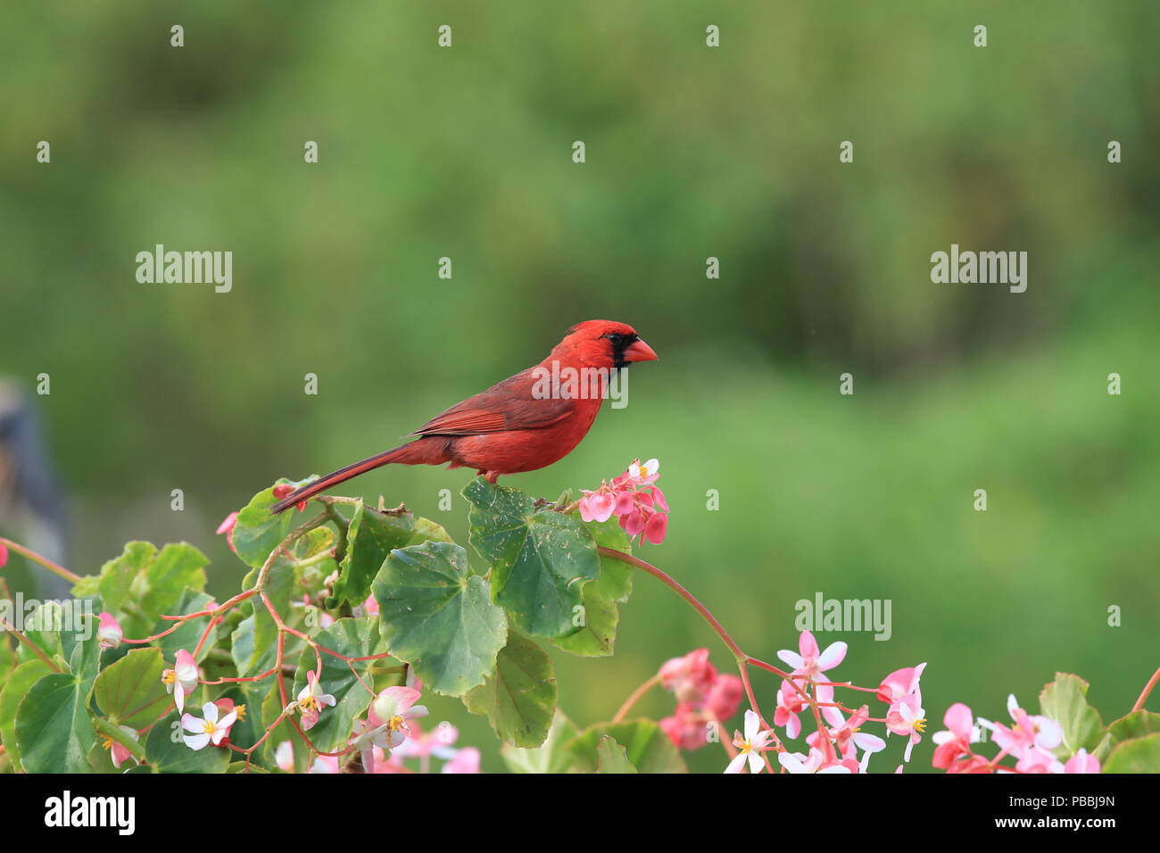 Red Cardinal Hawaii Big Island USA Stock Photo - Alamy