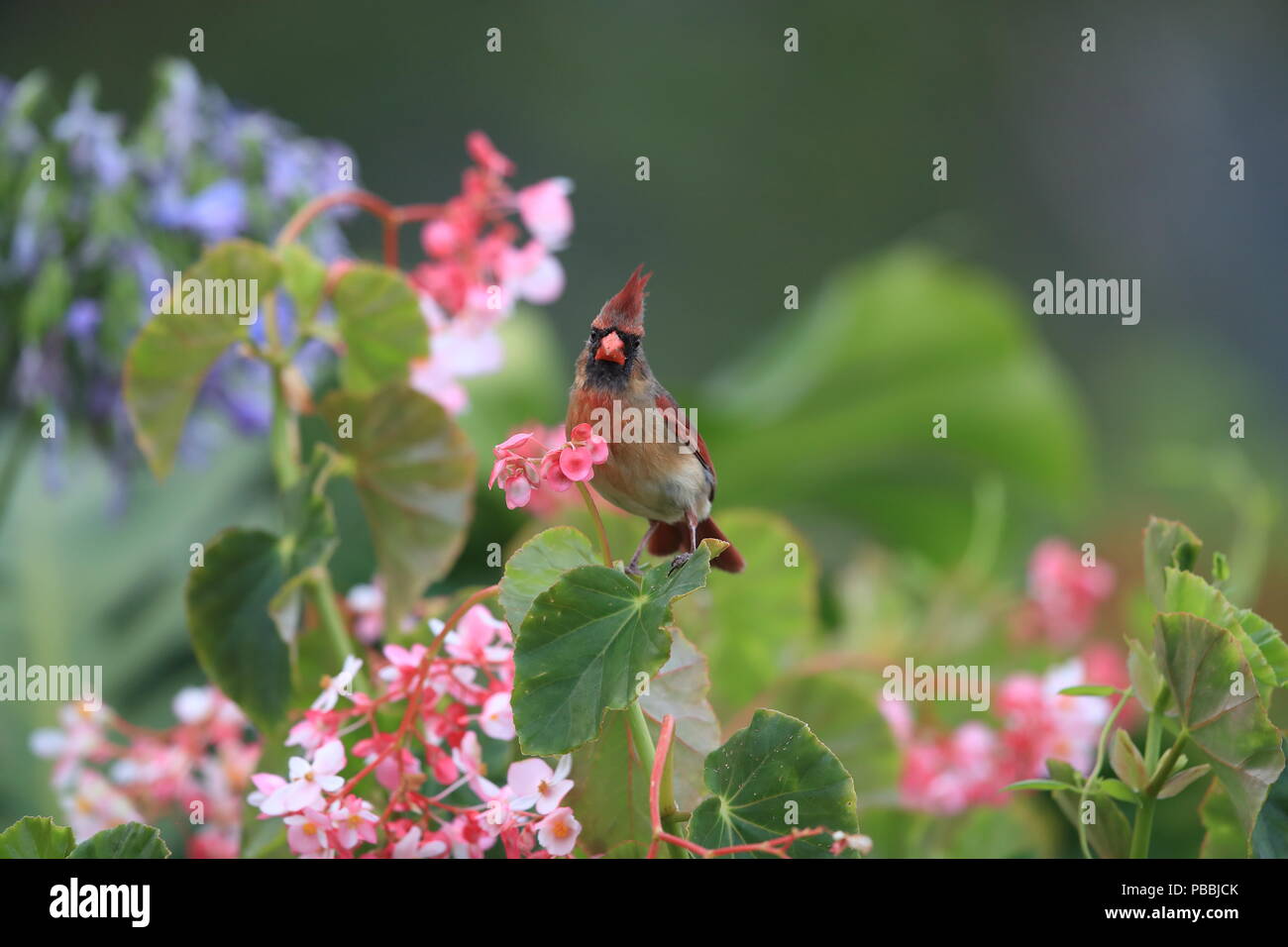 Hawaiian cardinal hi-res stock photography and images - Alamy