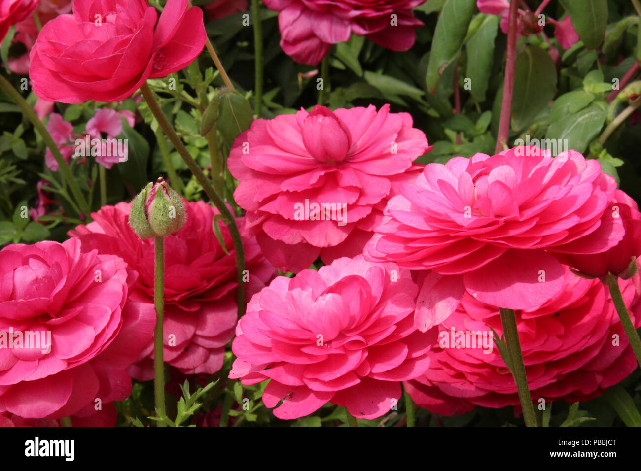 A cluster of delicate, deep pink Ranunculus flowers in full bloom Stock ...