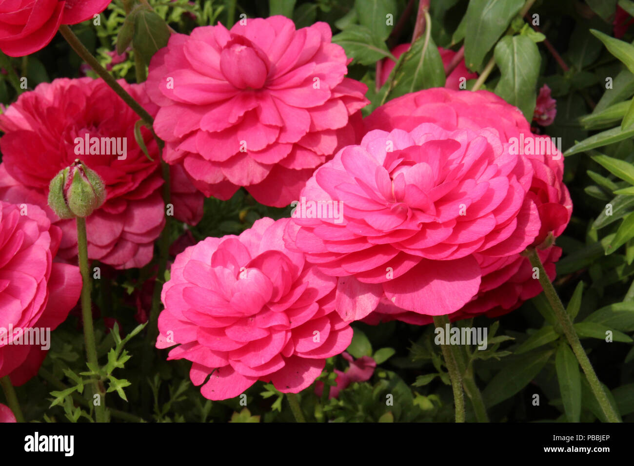 A cluster of delicate, deep pink Ranunculus flowers in full bloom Stock ...