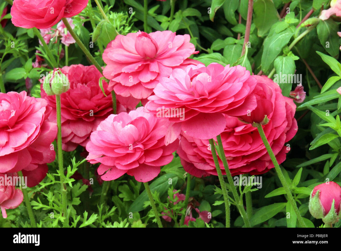 A cluster of delicate, deep pink Ranunculus flowers in full bloom Stock ...