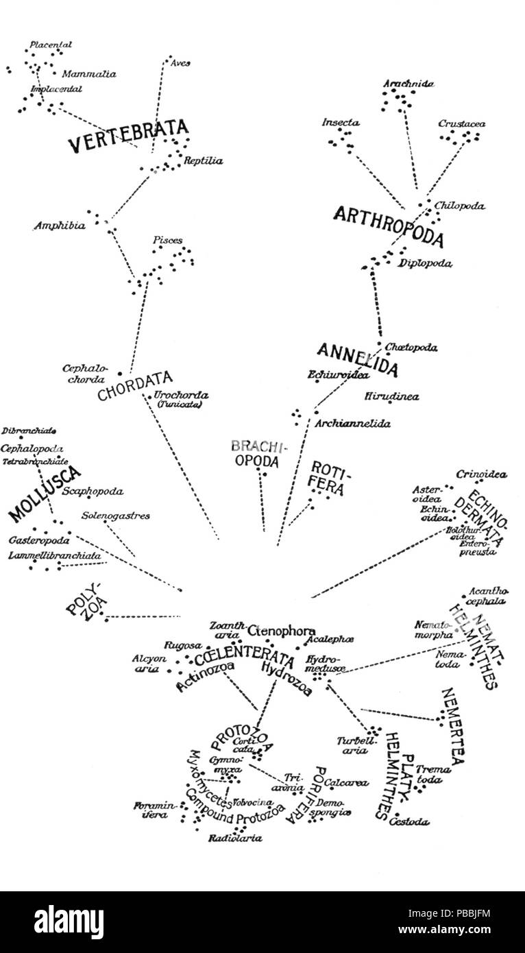 1227 Principles of Biology Animal Relationships 2 Stock Photo - Alamy