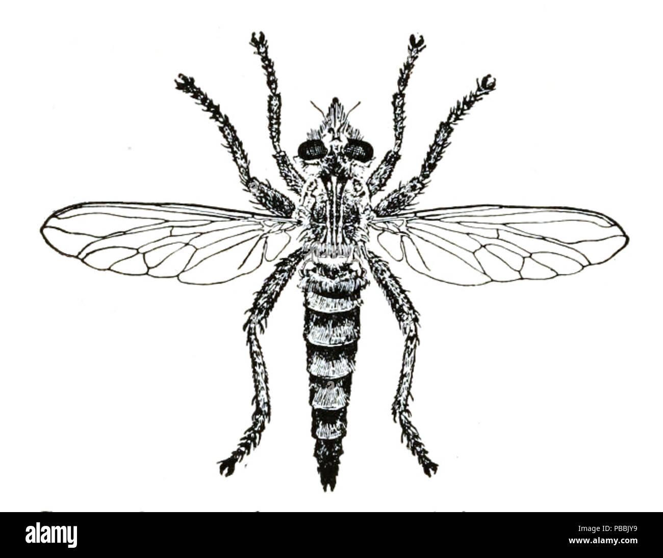 1231 Promachus vertebratus 1908 Stock Photo - Alamy