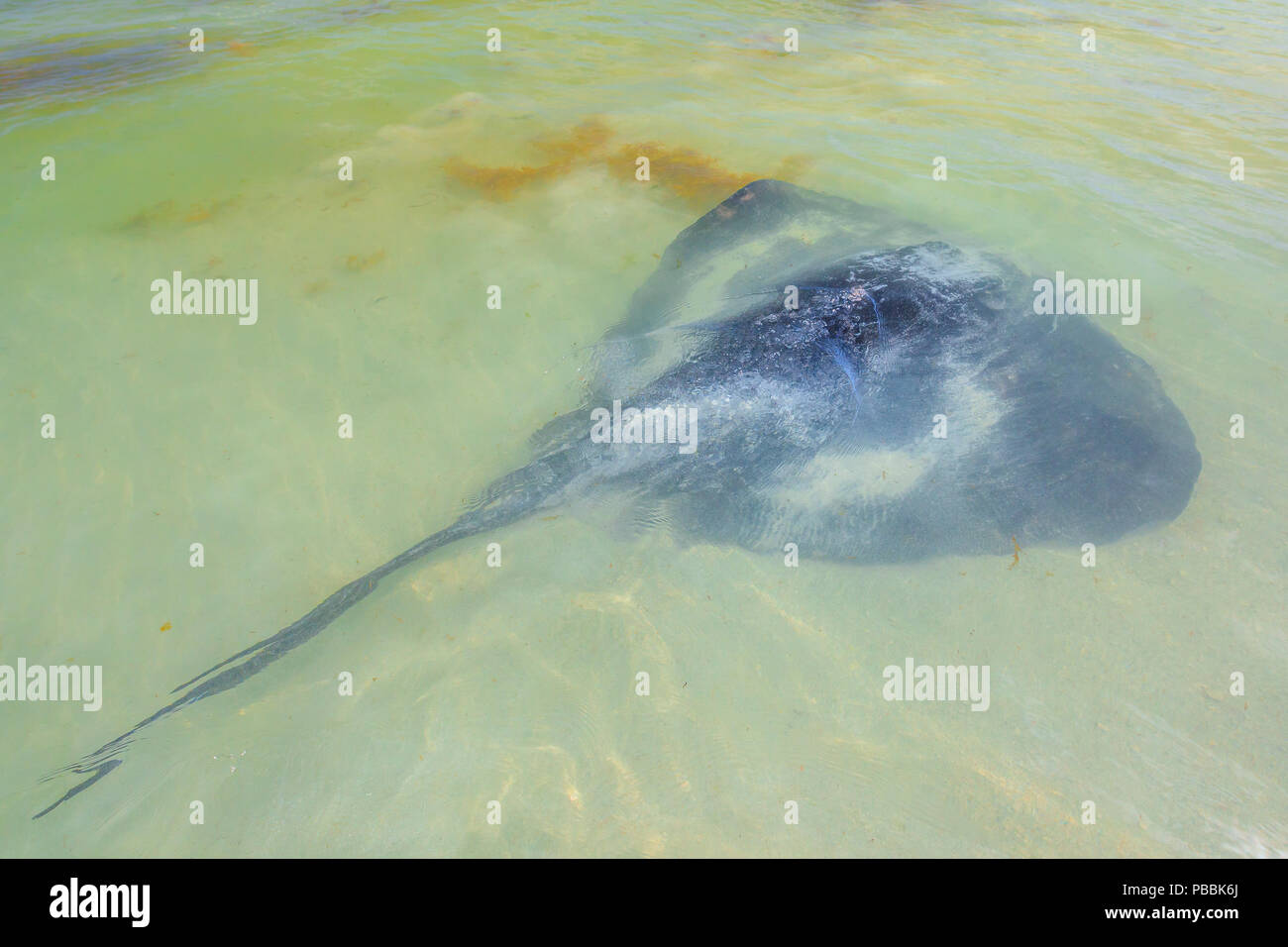 Underwater background. Close-up of Australian Eagle Ray in Hamelin Bay ...