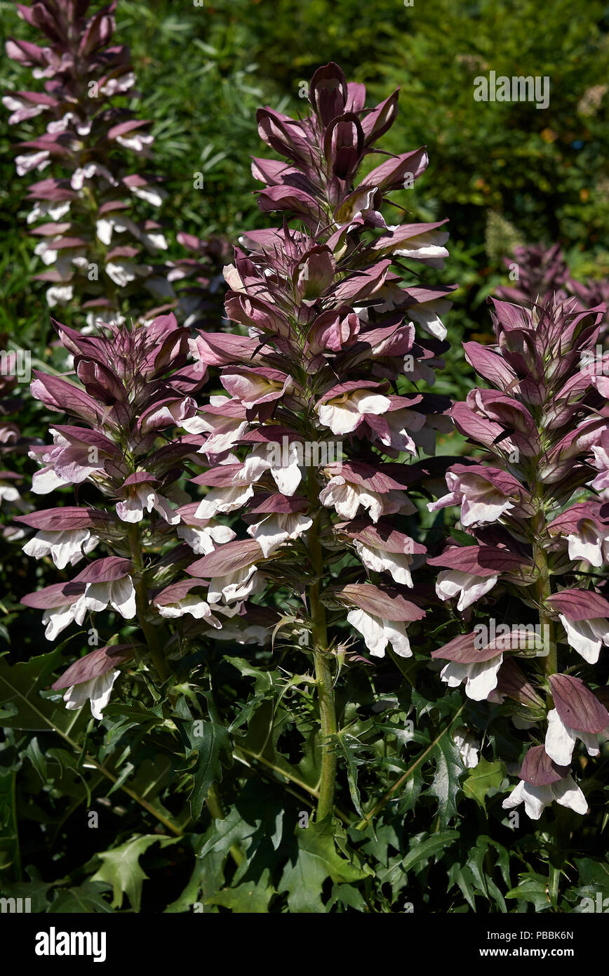Acanthus mollis hi-res stock photography and images - Alamy