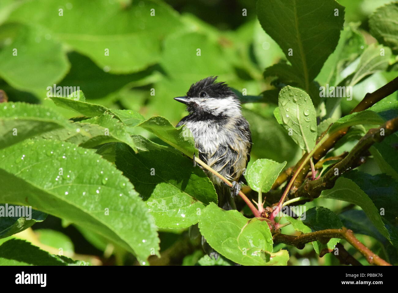 Young black capped chickadee hi-res stock photography and images - Alamy