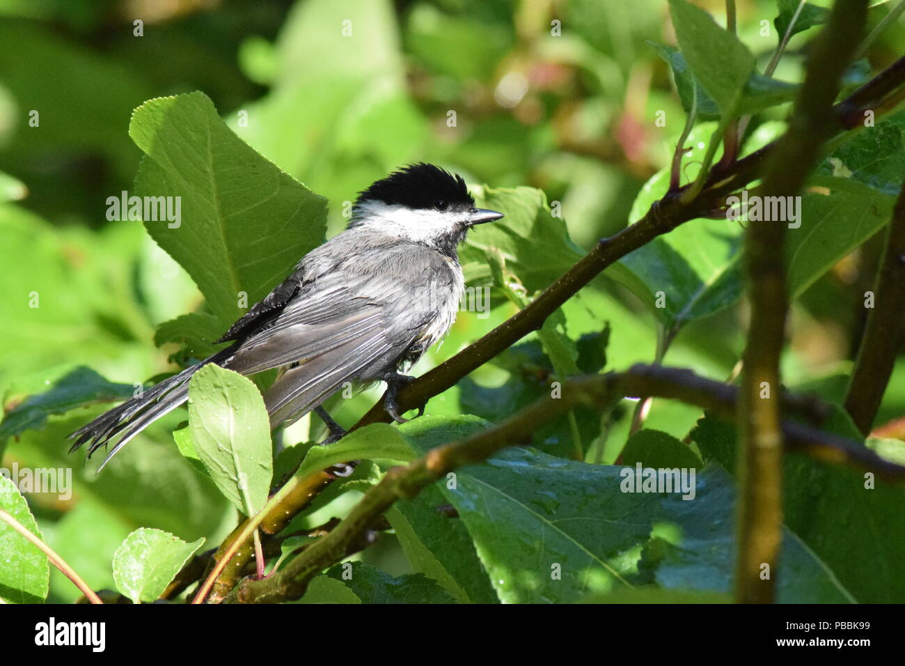 Black capped chickadee summer hi-res stock photography and images - Alamy