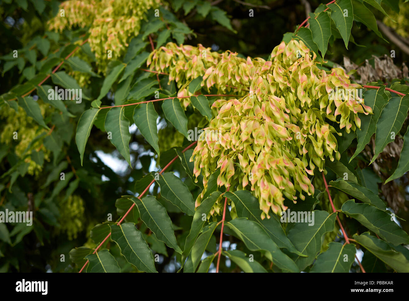 Samara fruits hi-res stock photography and images - Alamy