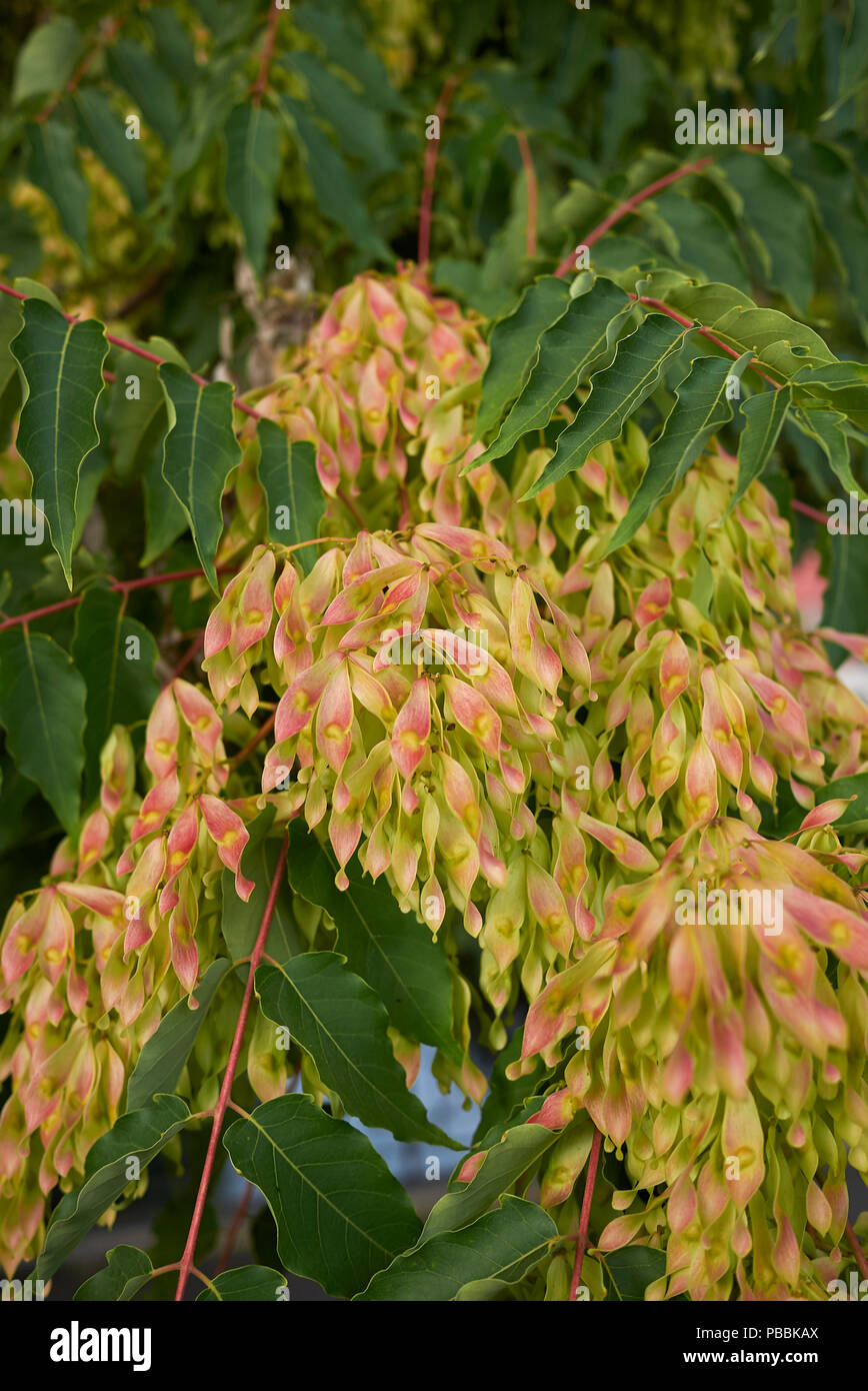 Samara fruits hi-res stock photography and images - Alamy