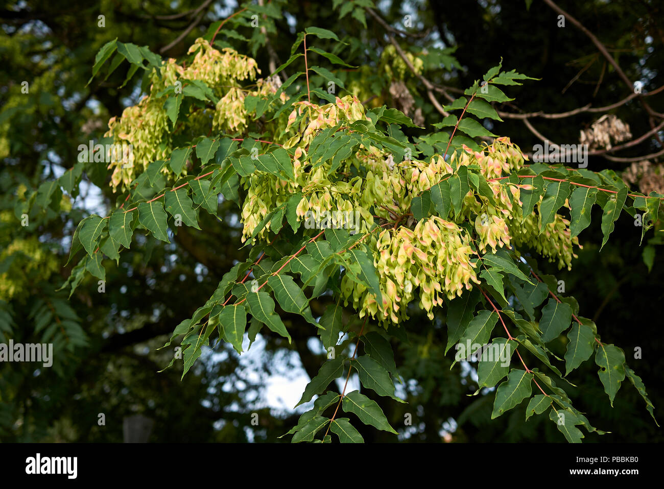 Samara fruits hi-res stock photography and images - Alamy