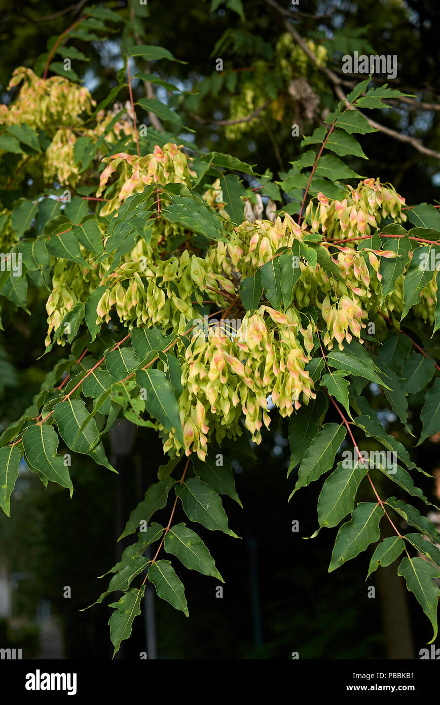 Ailanthus altissima hi-res stock photography and images - Alamy